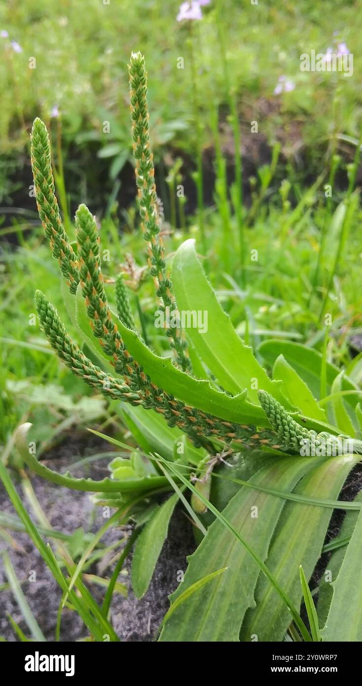dwarf plantain (Plantago virginica) Plantae Stock Photo - Alamy