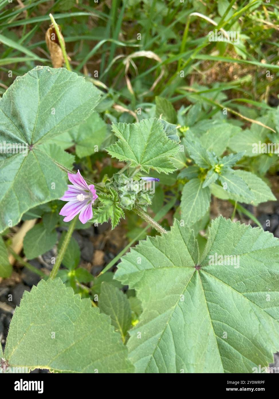 dwarf mallow (Malva neglecta) Plantae Stock Photo - Alamy