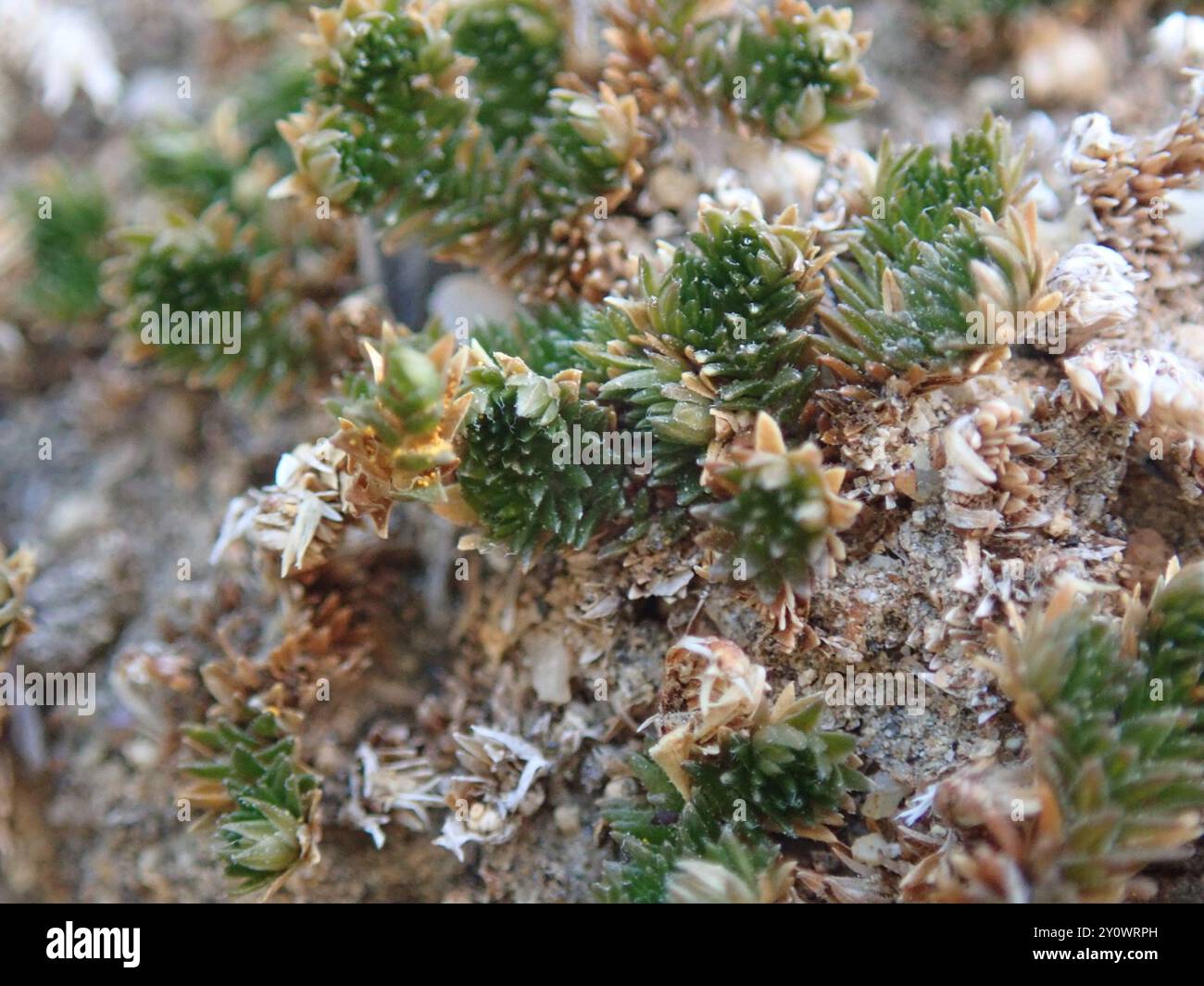 Desert Spikemoss (Selaginella eremophila) Plantae Stock Photo - Alamy