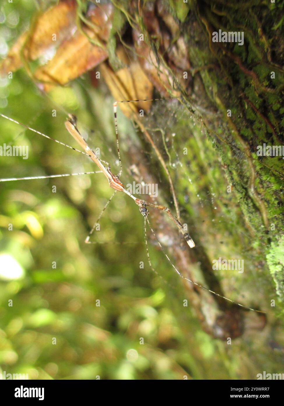 Thread legged bugs hi-res stock photography and images - Alamy