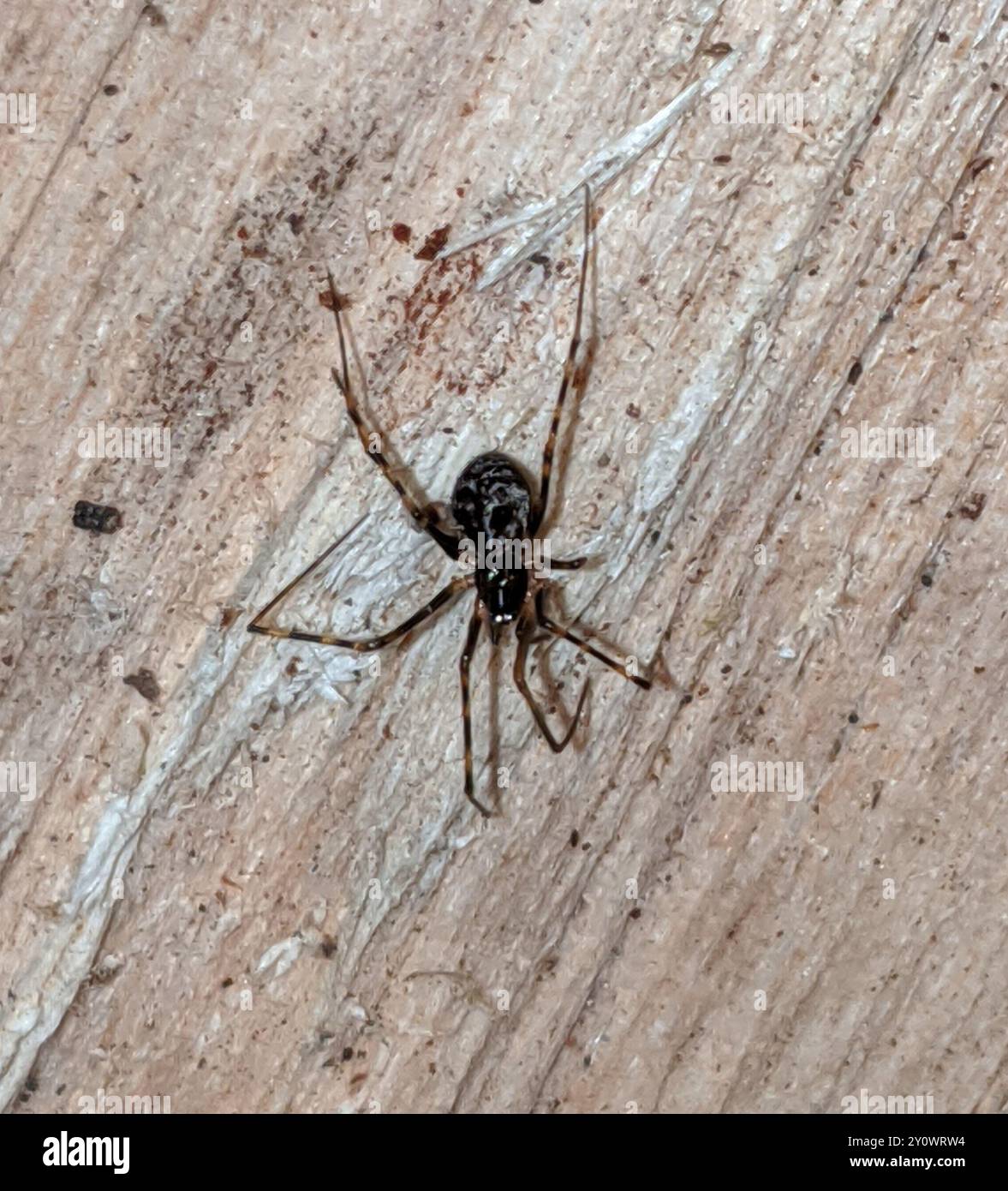 Typical Spiders (Araneomorphae) Arachnida Stock Photo - Alamy