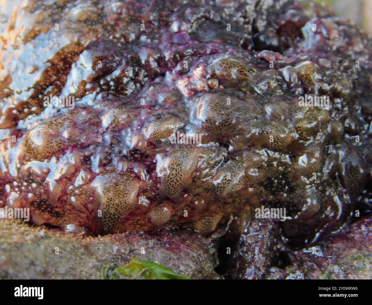 Sea Hares and Akera Snails (Aplysiida) Mollusca Stock Photo - Alamy