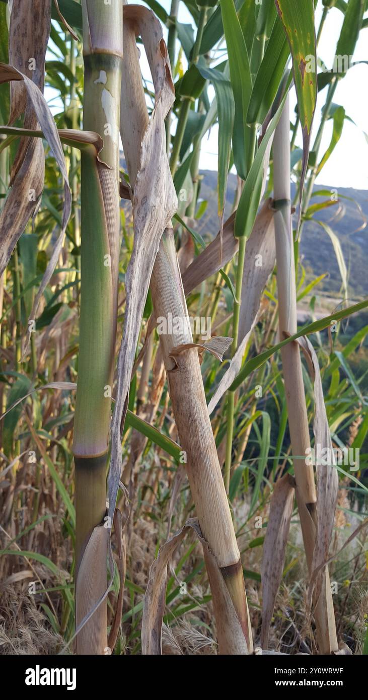 giant reed (Arundo donax) Plantae Stock Photo - Alamy