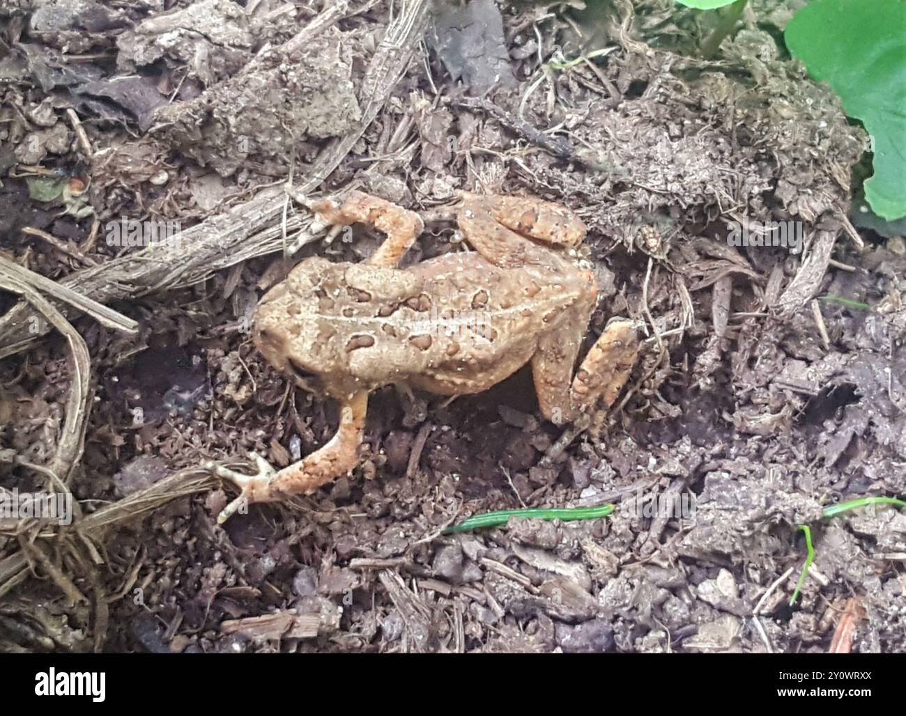 American Toad (Anaxyrus americanus) Amphibia Stock Photo - Alamy