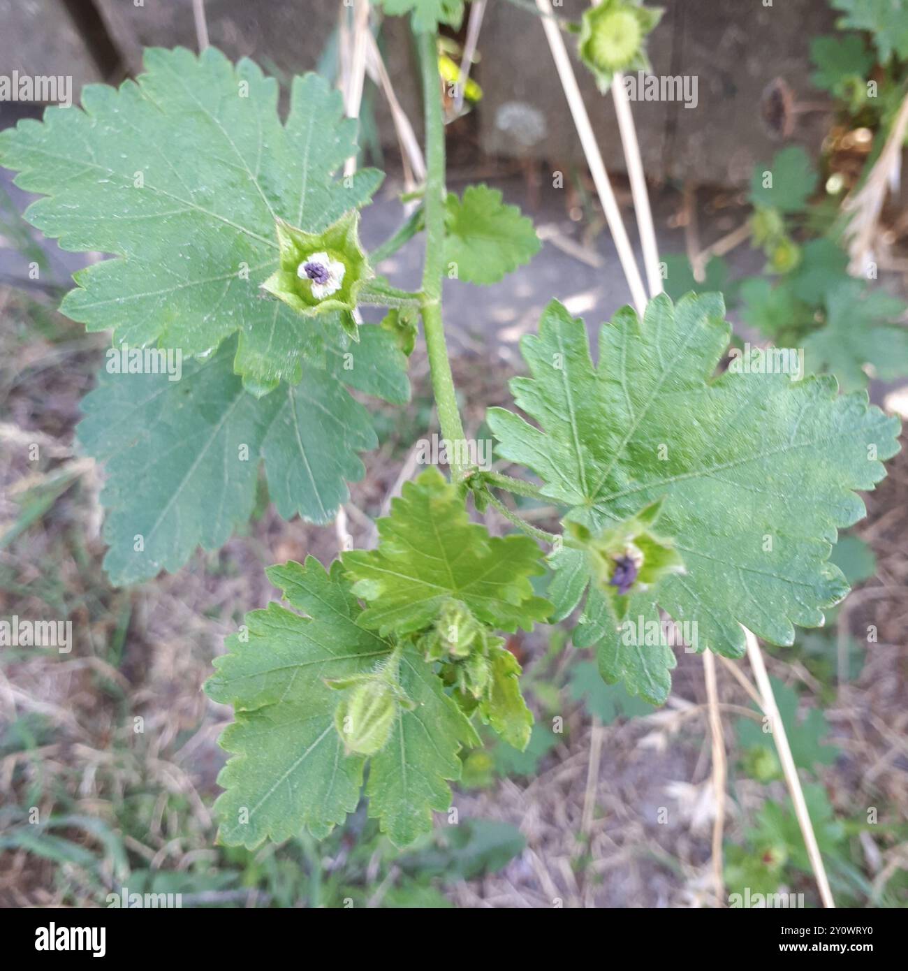 Carolina Bristlemallow (Modiola caroliniana) Plantae Stock Photo - Alamy