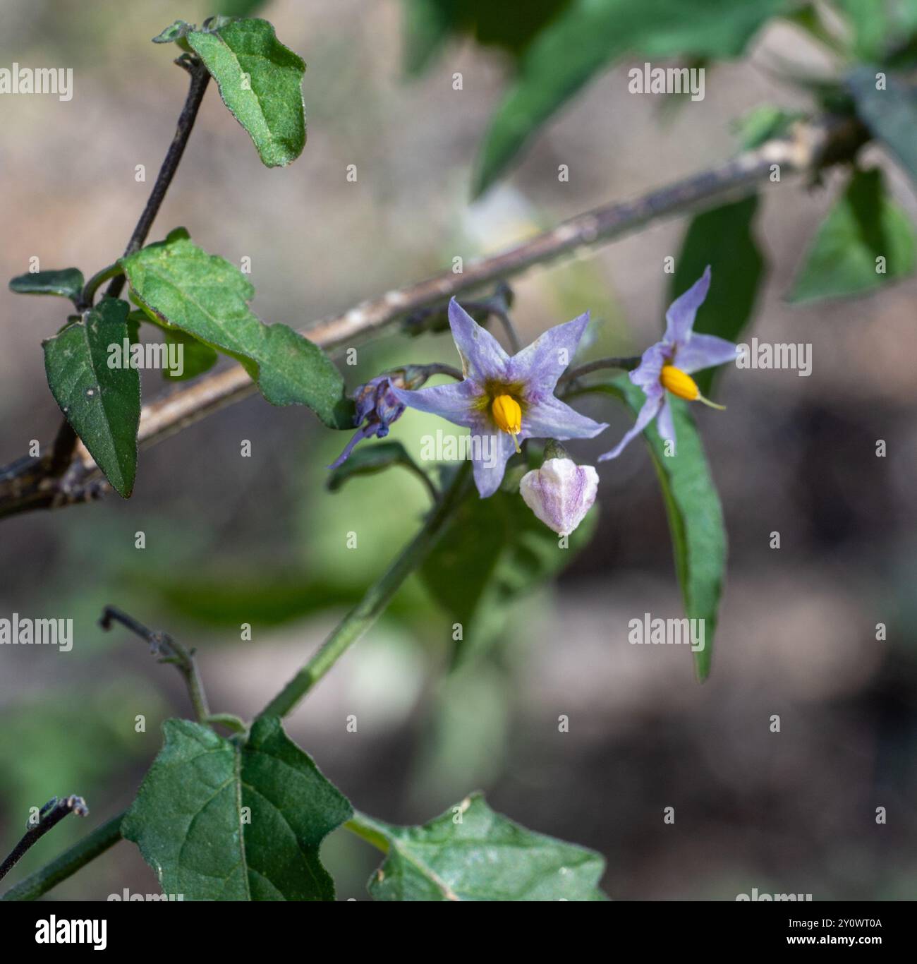nightshades (Solanum) Plantae Stock Photo - Alamy