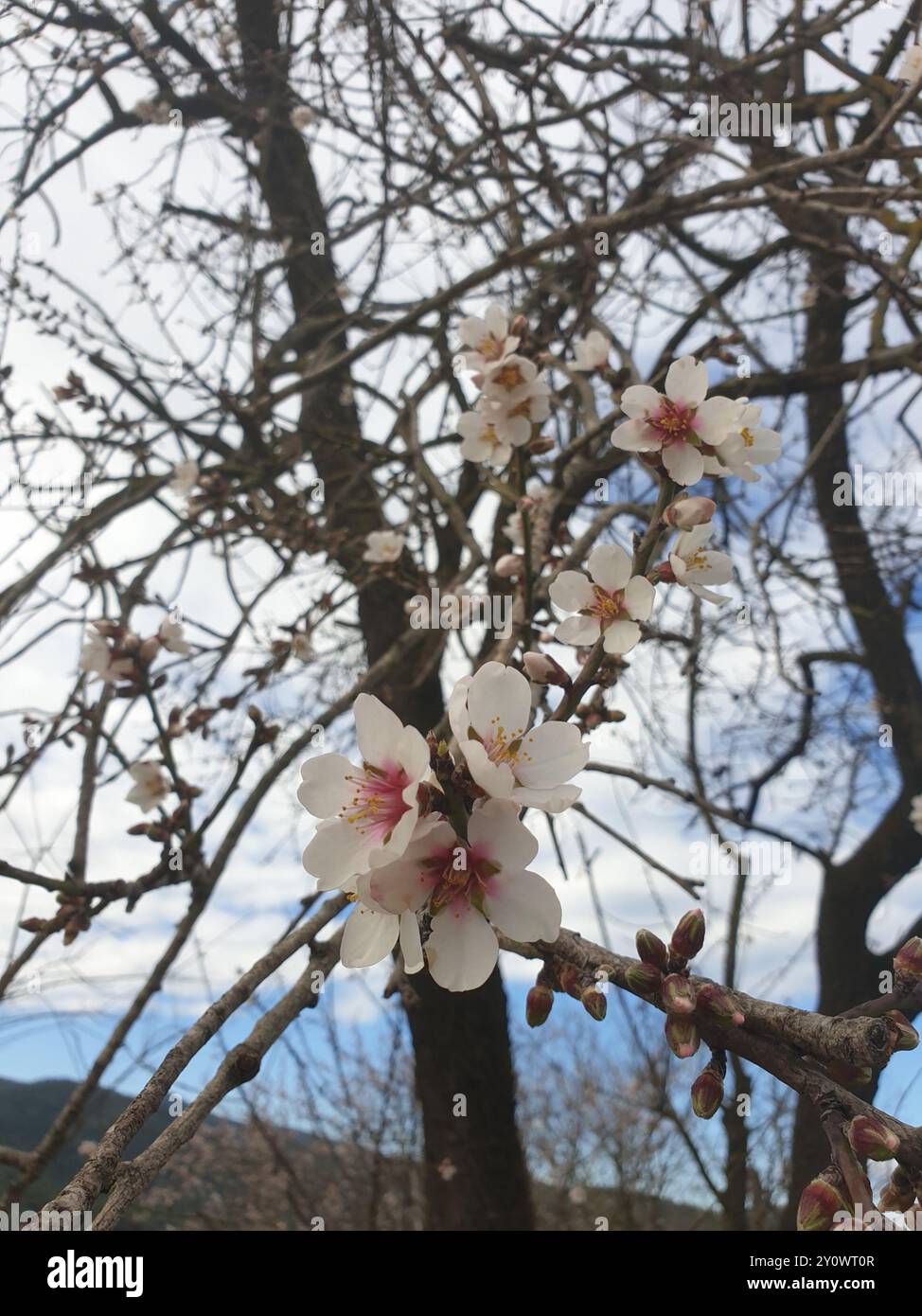Almond (Prunus amygdalus) Plantae Stock Photo - Alamy