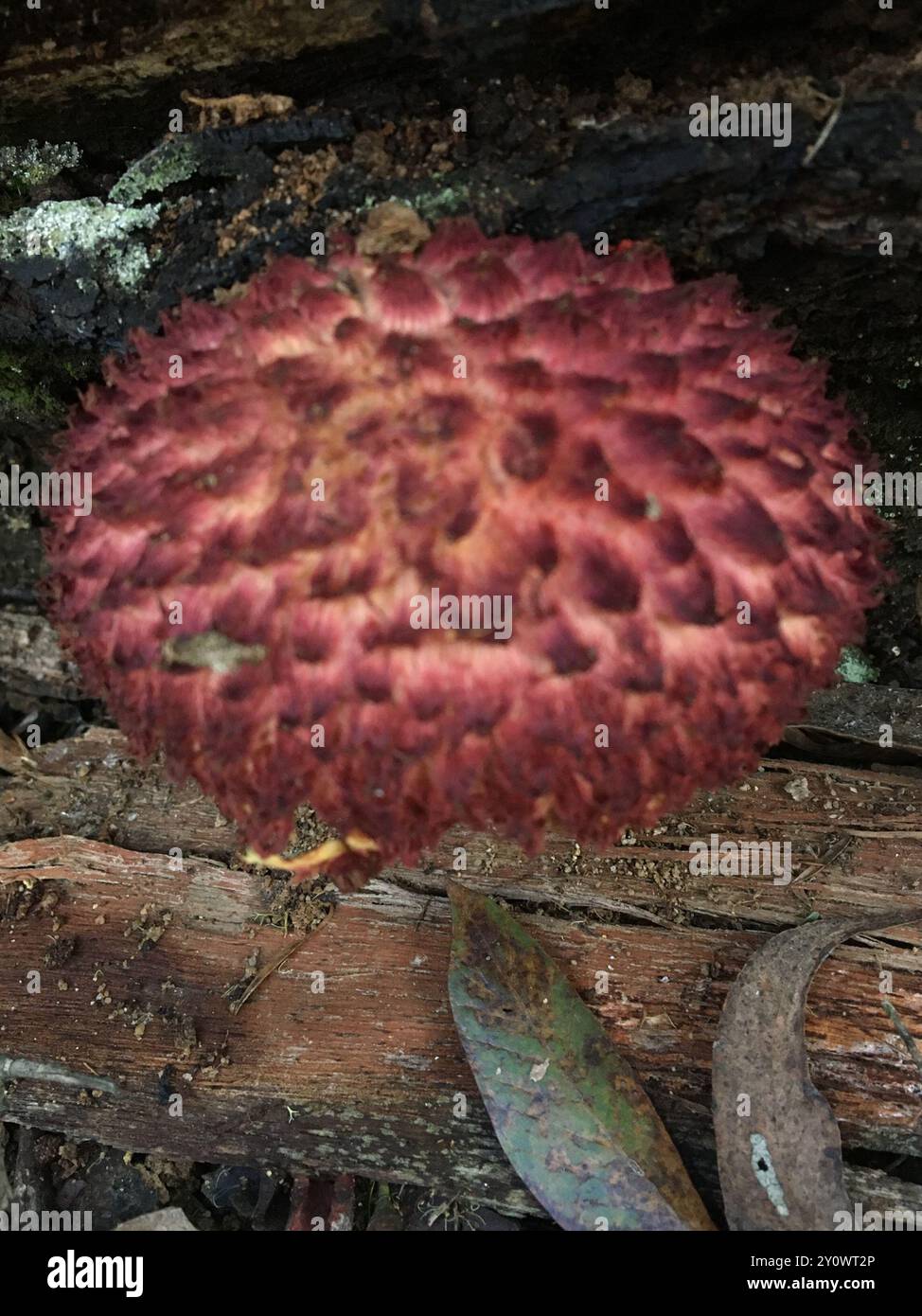 shaggy cap (Boletellus emodensis) Fungi Stock Photo - Alamy