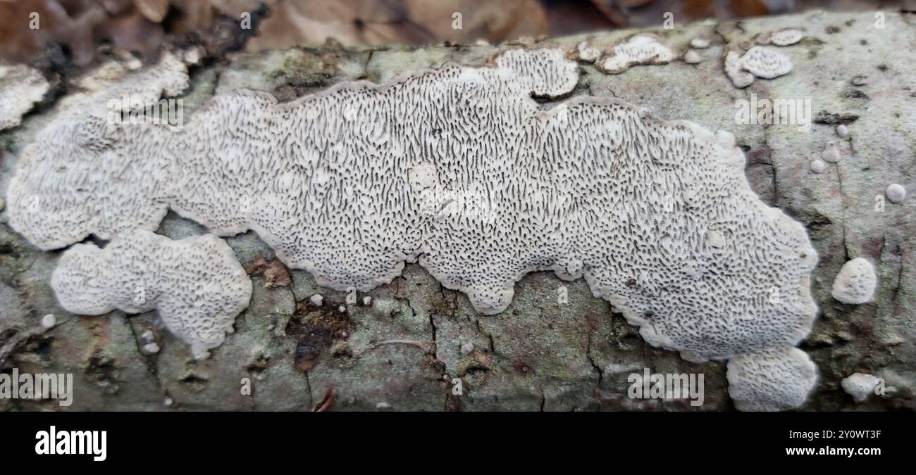 Common Mazegill (Datronia mollis) Fungi Stock Photo - Alamy