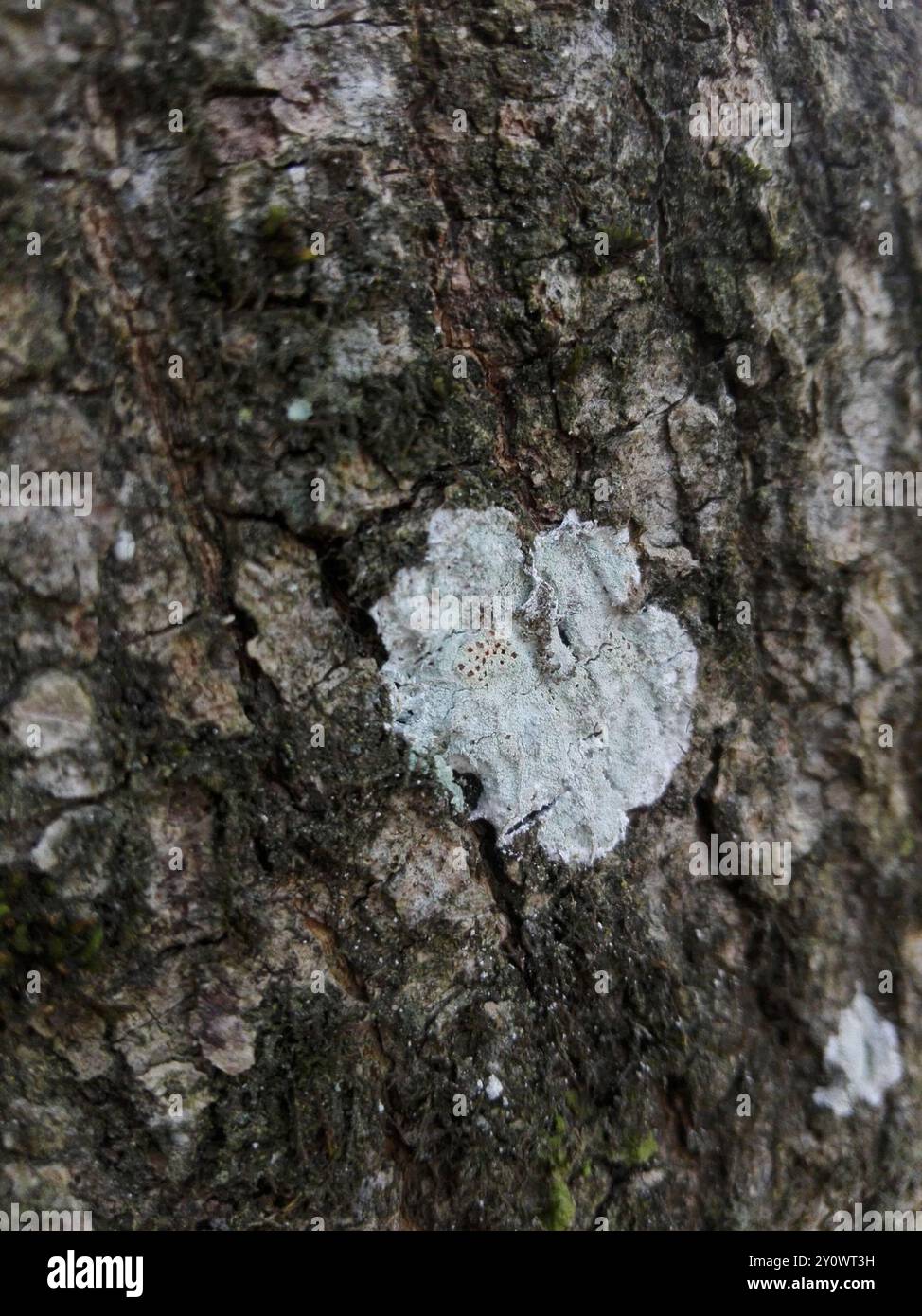 Whitewash Lichen (Phlyctis argena) Fungi Stock Photo - Alamy