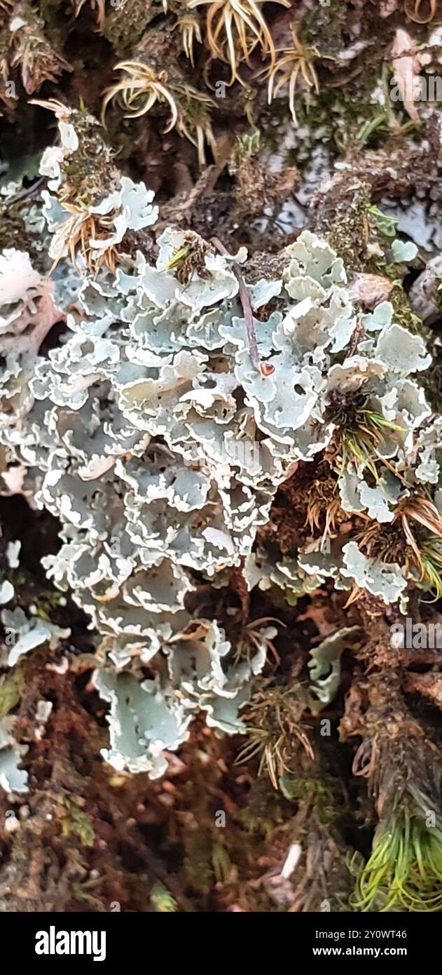 Ruffle Lichens (Parmotrema) Fungi Stock Photo - Alamy