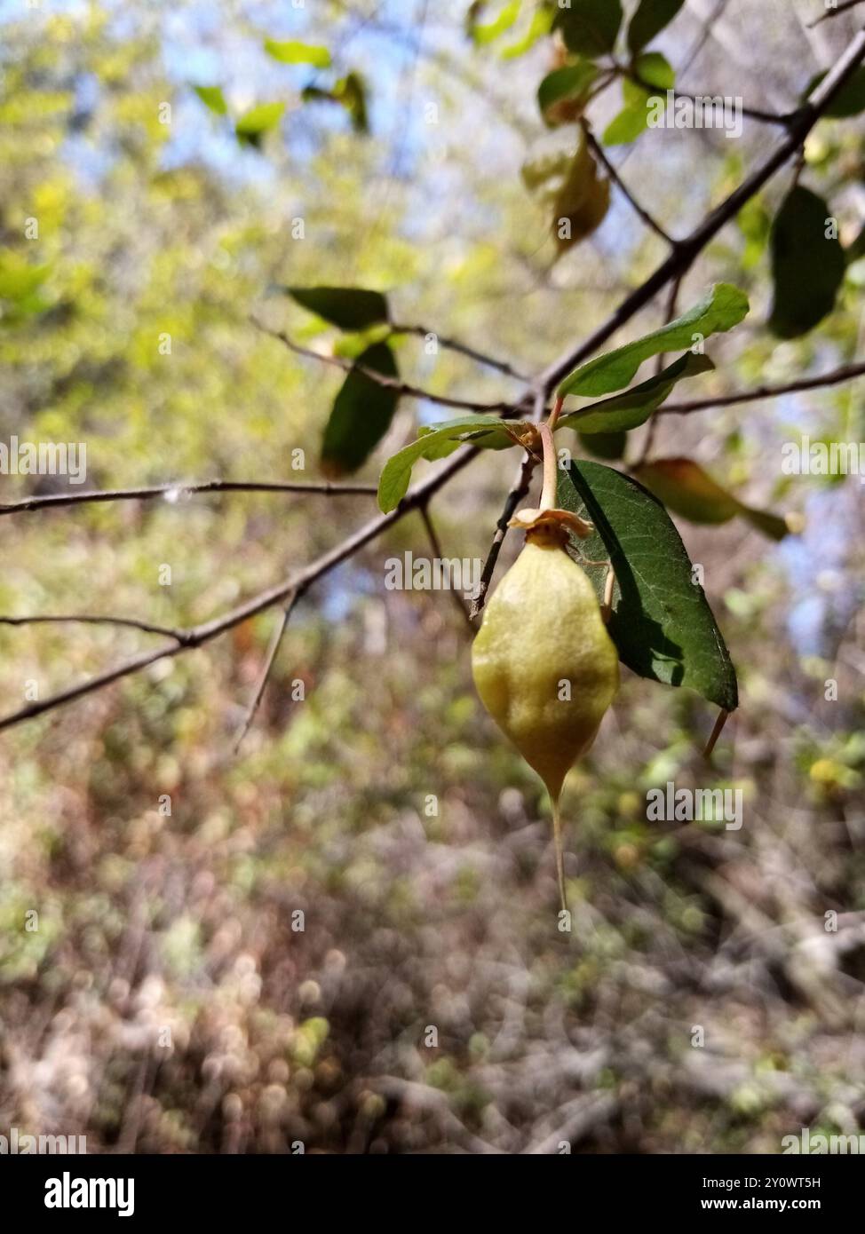 Patagua (Crinodendron patagua) Plantae Stock Photo - Alamy
