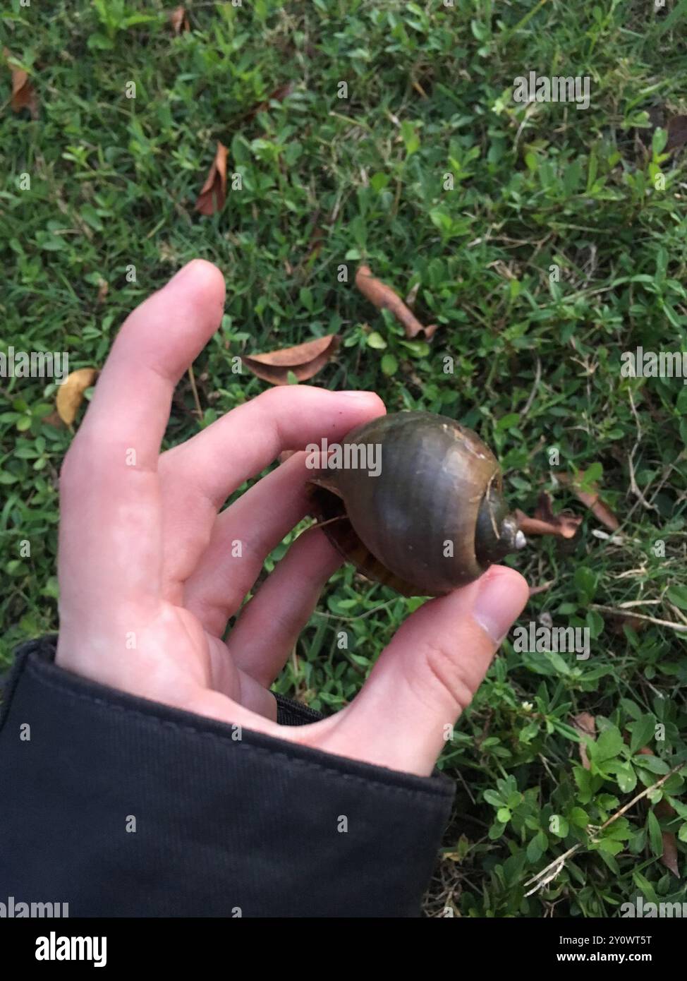 Island Apple Snail (Pomacea maculata) Mollusca Stock Photo - Alamy