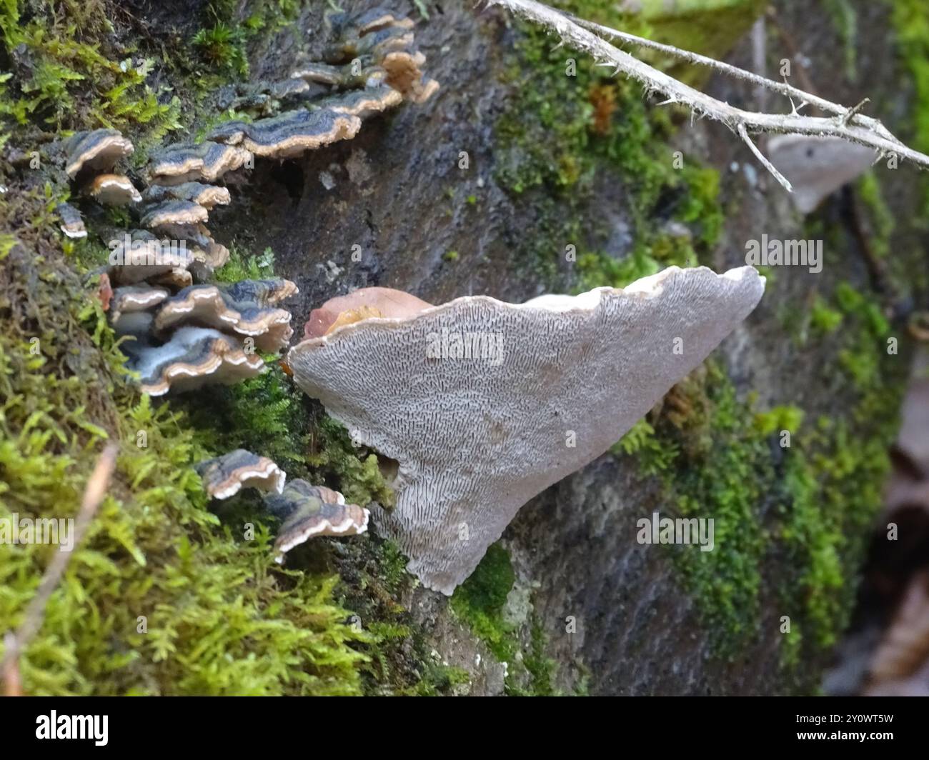 Lumpy Bracket (Trametes gibbosa) Fungi Stock Photo - Alamy