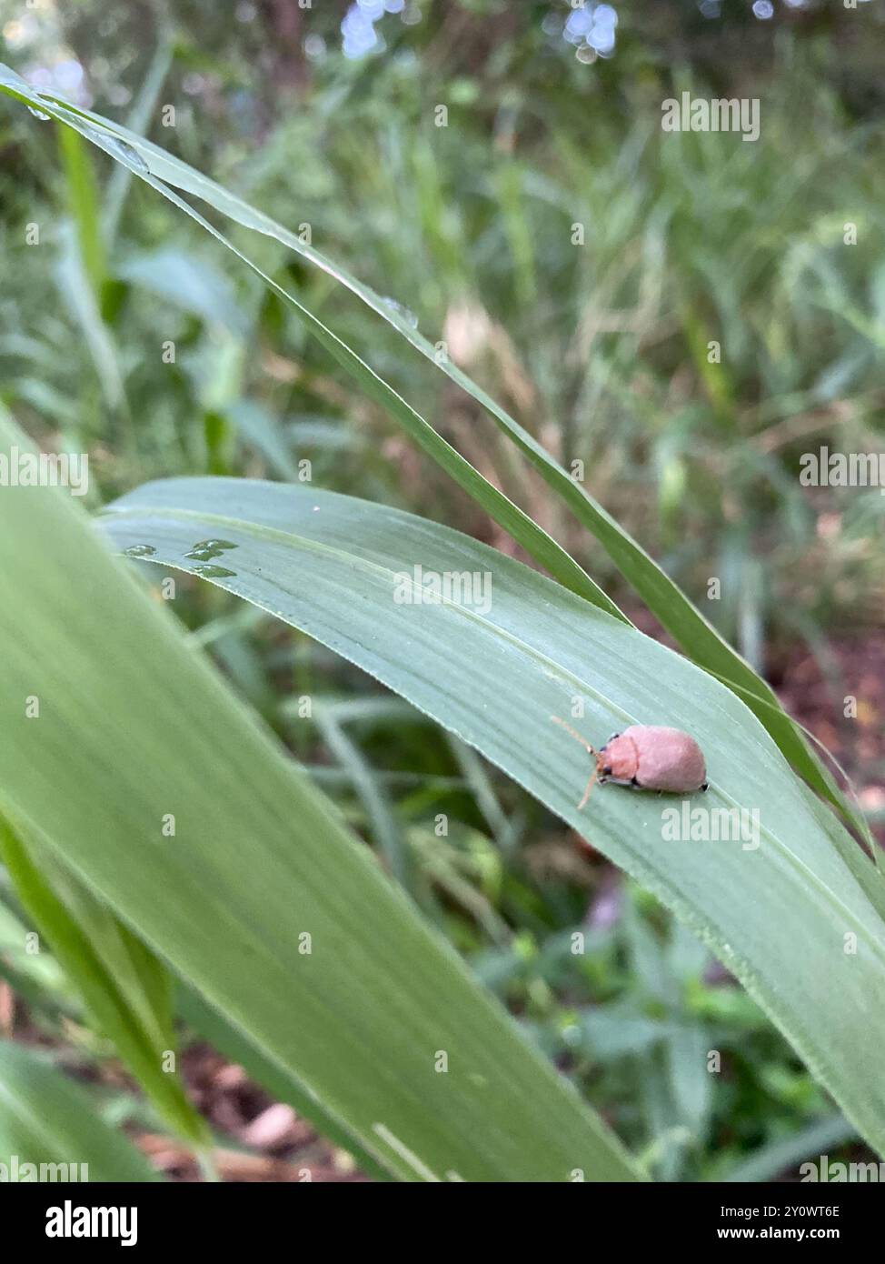 (Menippus cynicus) Insecta Stock Photo - Alamy