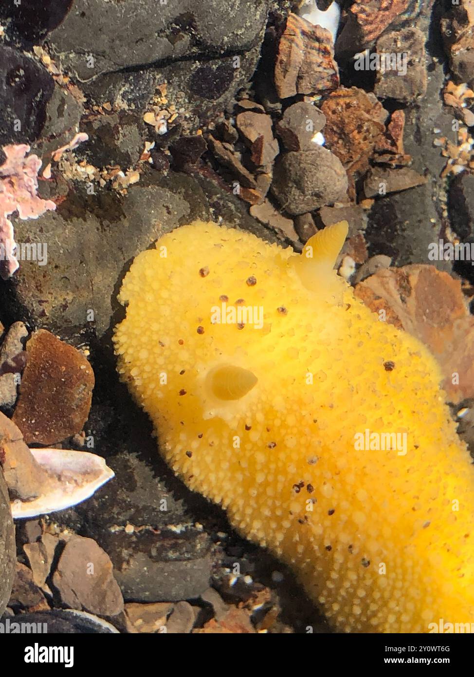Monterey Dorid (Doris montereyensis) Mollusca Stock Photo - Alamy