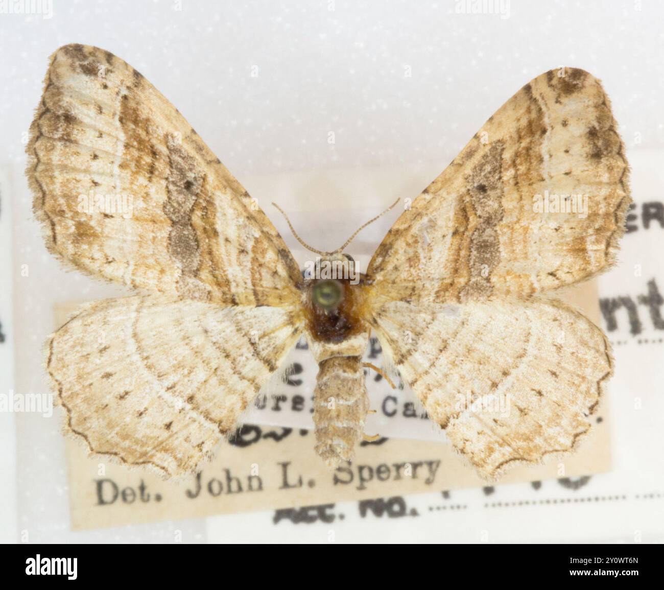 Bent-lined Carpet (Costaconvexa centrostrigaria) Insecta Stock Photo ...