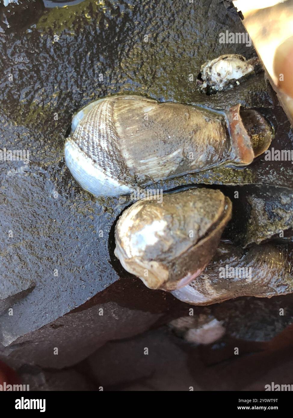 Flat-tip Piddock (Penitella penita) Mollusca Stock Photo - Alamy