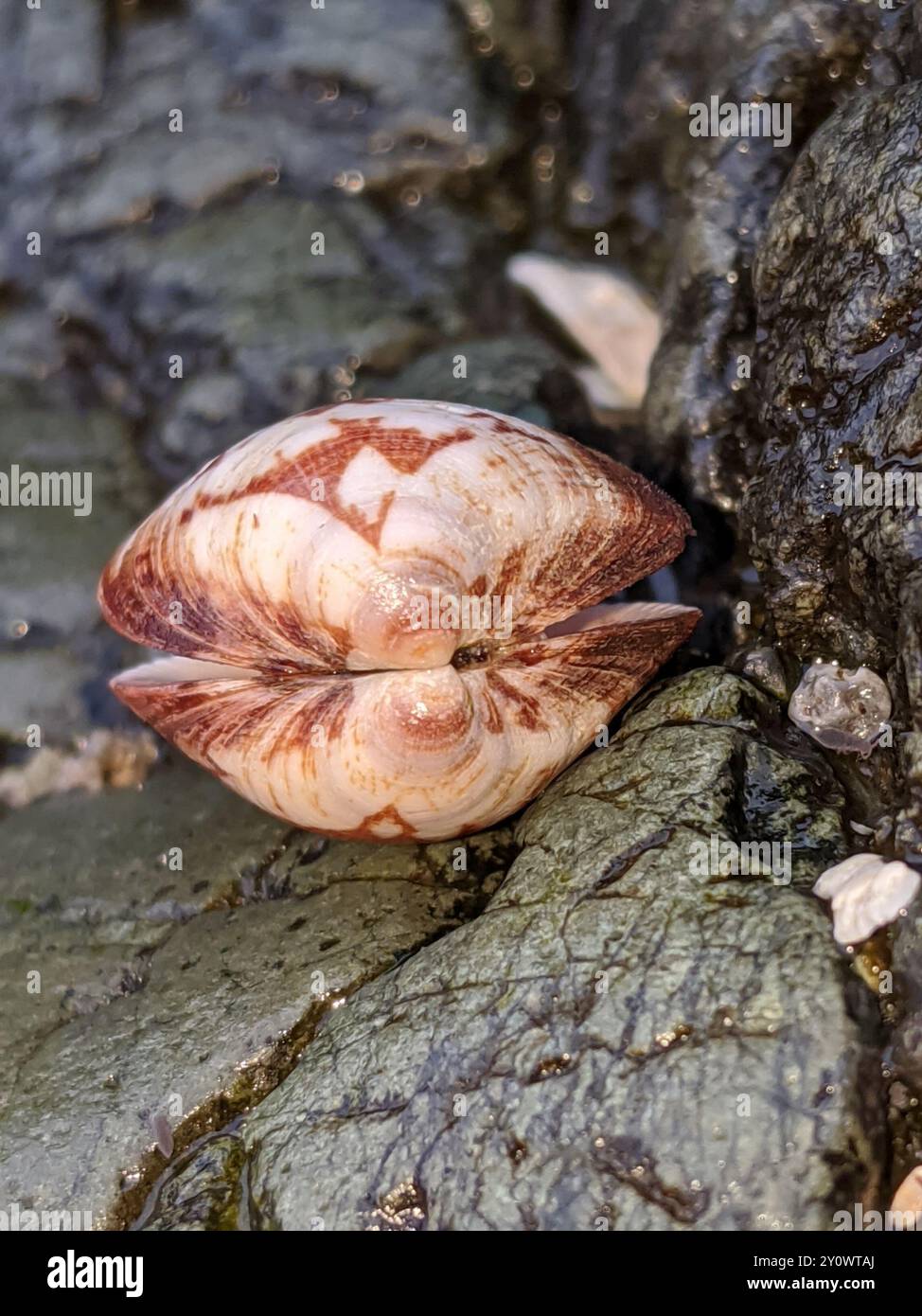 California Bittersweet Clam (Glycymeris septentrionalis) Mollusca Stock ...