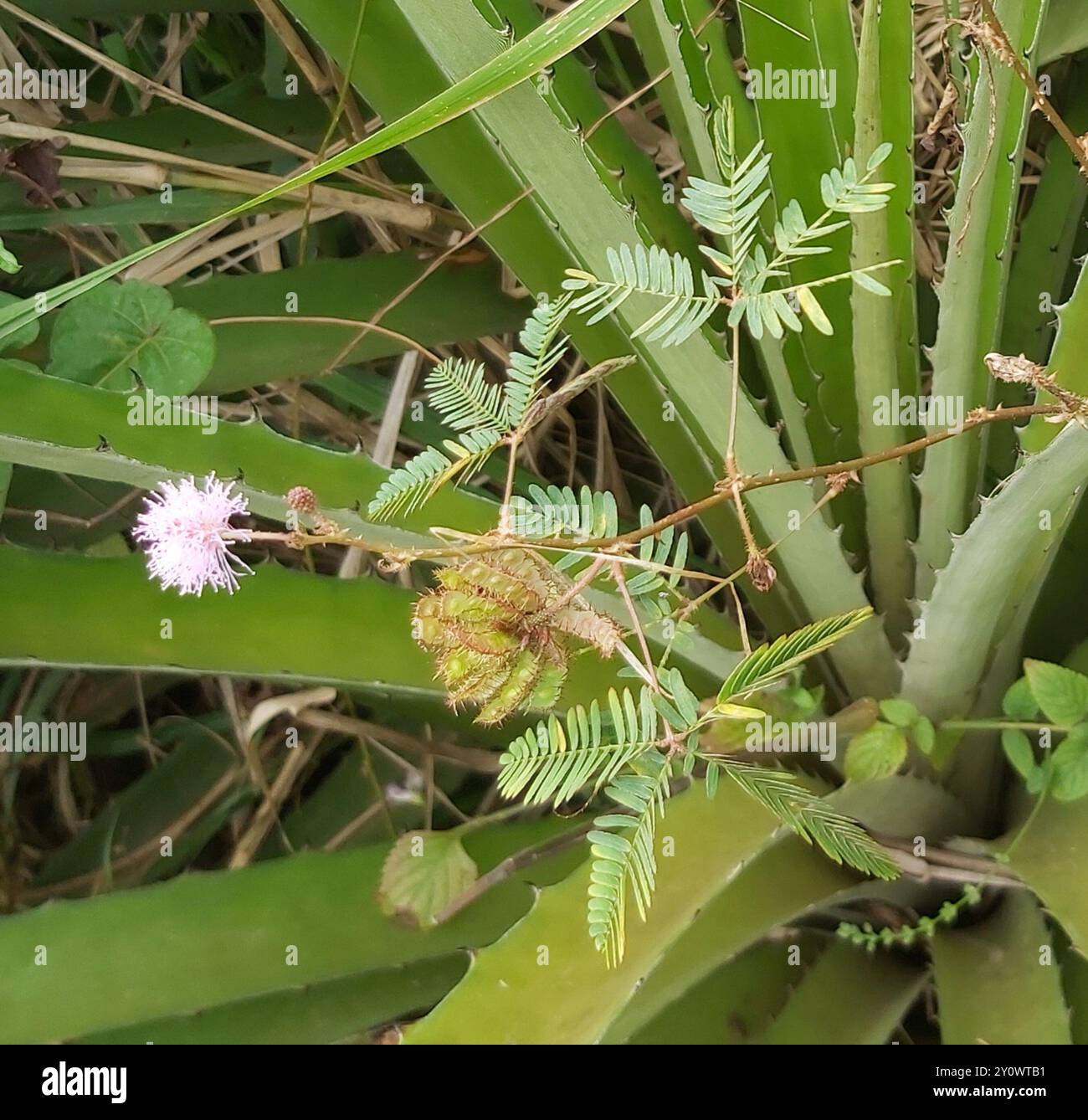 sensitive plants (Mimosa) Plantae Stock Photo - Alamy