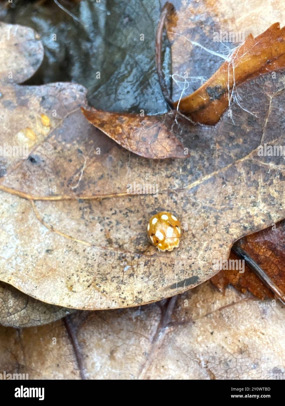 Little Arboreal Lady Beetle (Calvia decemguttata) Insecta Stock Photo ...