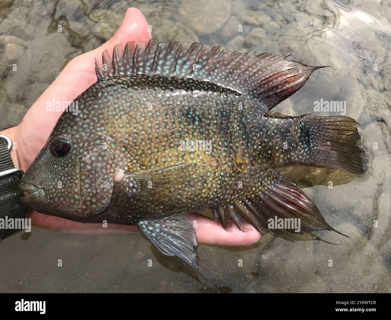 Texas Cichlid (Herichthys cyanoguttatus) Actinopterygii Stock Photo - Alamy