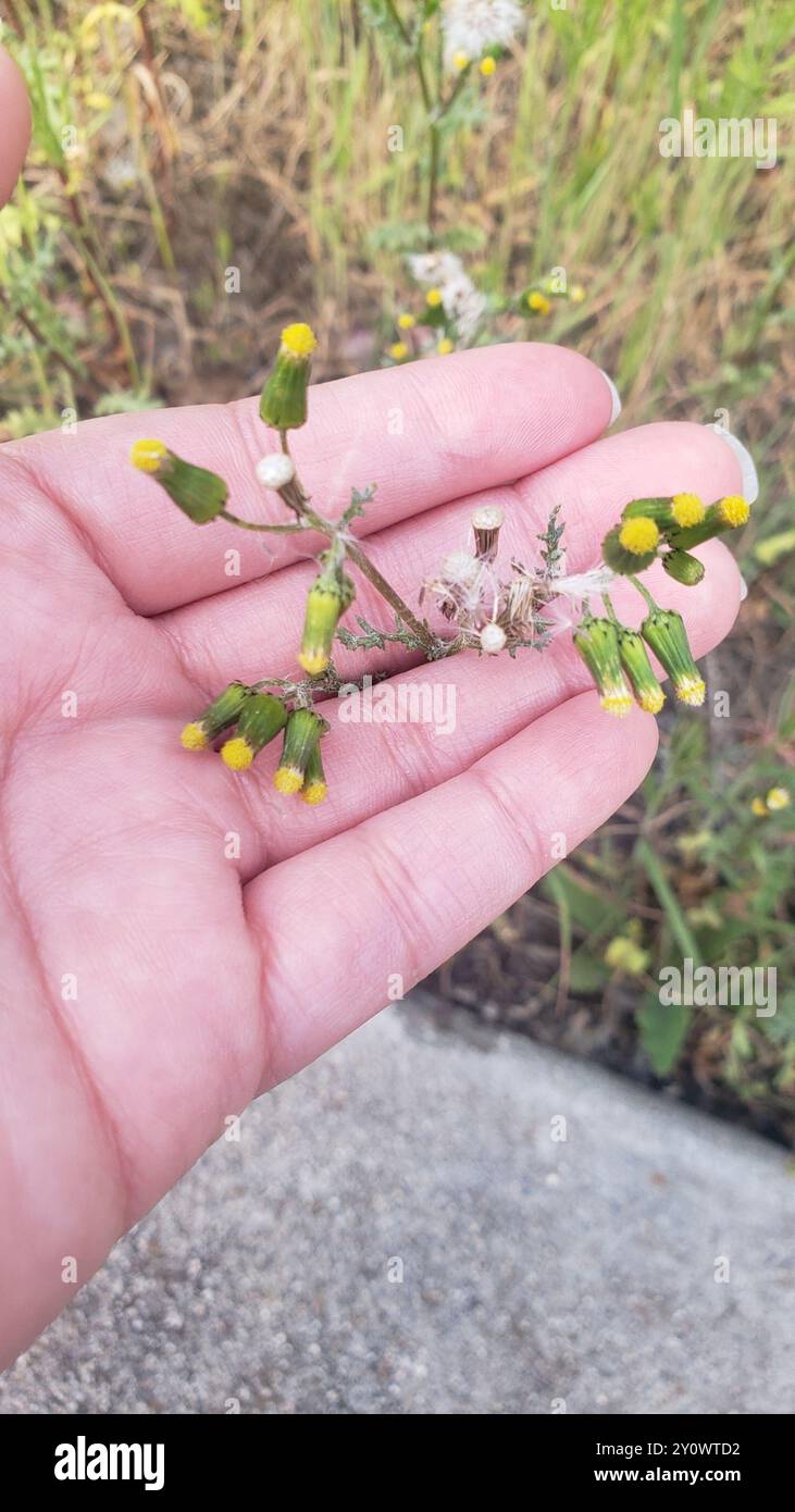 common groundsel (Senecio vulgaris) Plantae Stock Photo - Alamy