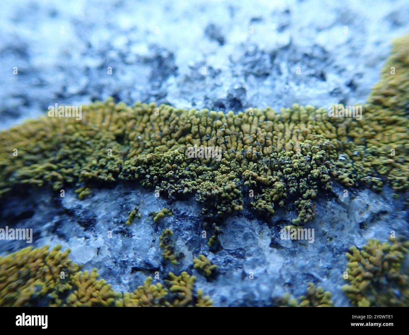 Ringed Firedot Lichen (Polycauliona verruculifera) Fungi Stock Photo ...