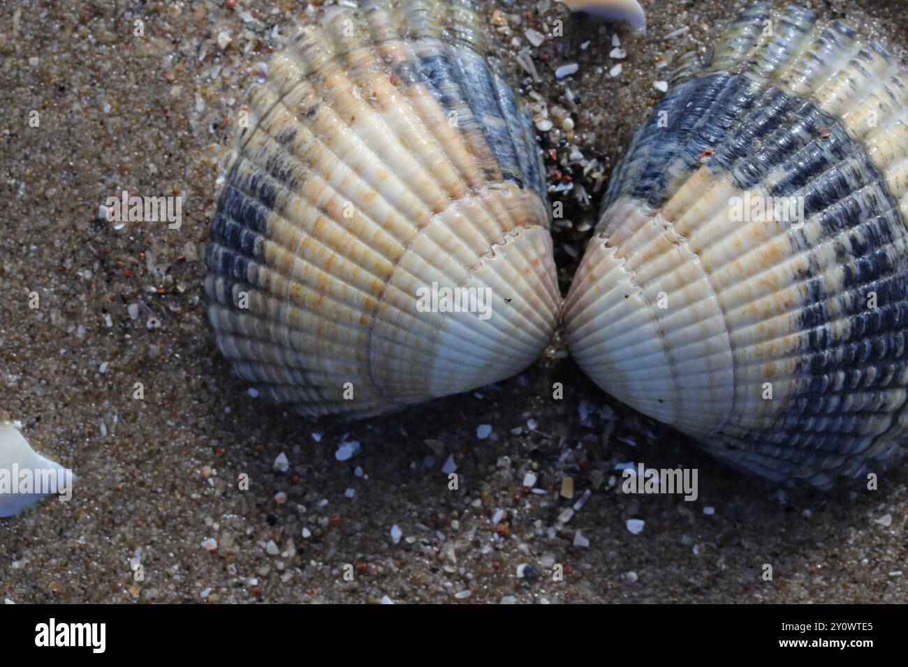 Common Cockle (Cerastoderma edule) Mollusca Stock Photo - Alamy