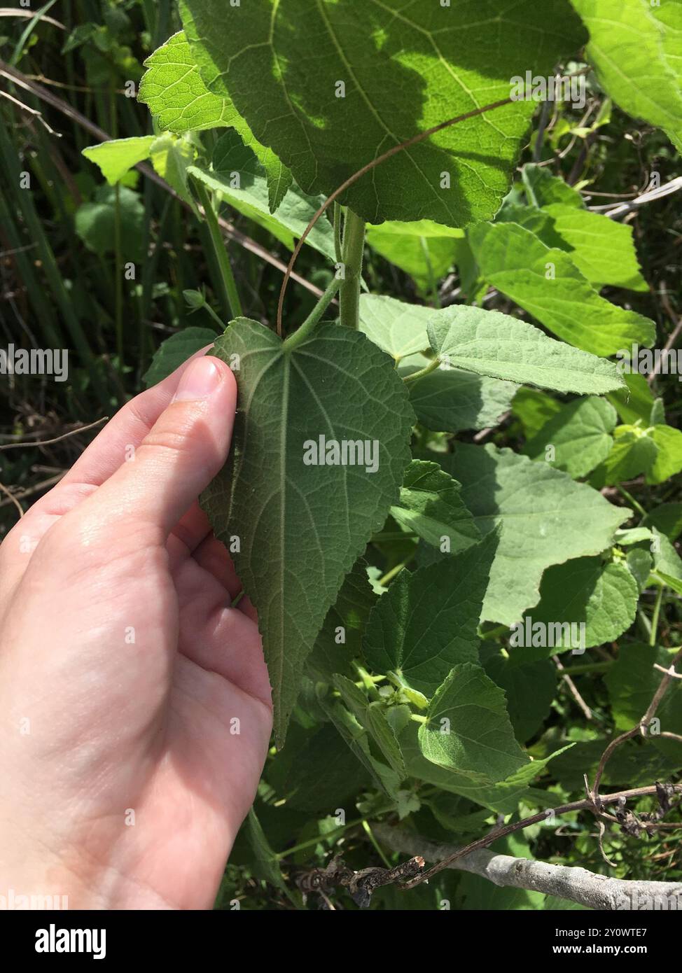 Saltmarsh mallow (Kosteletzkya pentacarpos) Plantae Stock Photo - Alamy