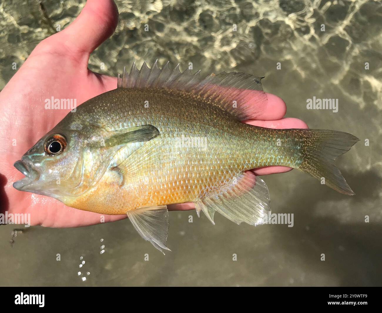 Redbreast Sunfish (Lepomis auritus) Actinopterygii Stock Photo - Alamy