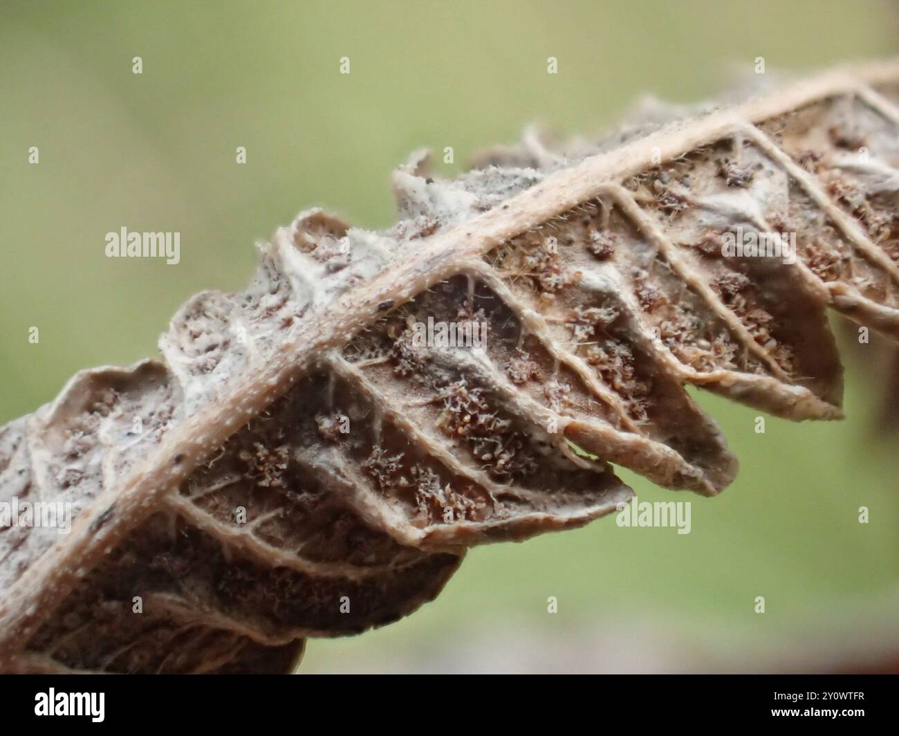 (Christella acuminata) Plantae Stock Photo - Alamy