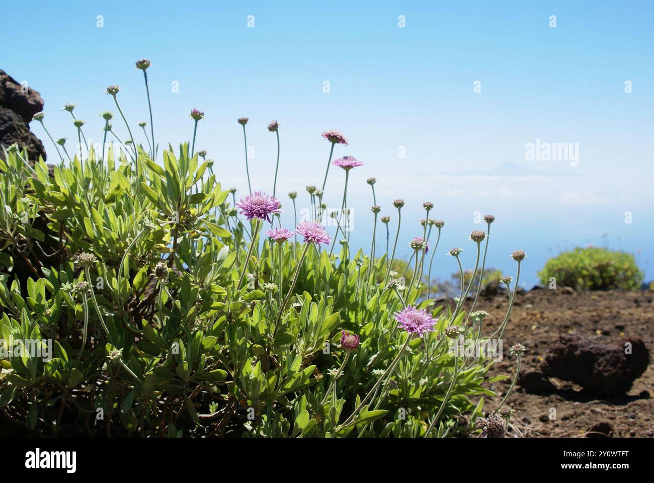 (Pterocephalus porphyranthus) Plantae Stock Photo - Alamy