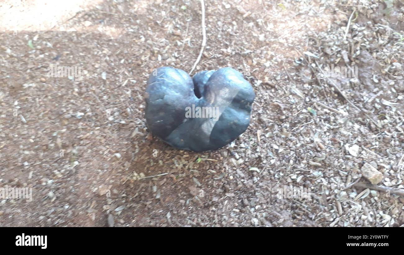 Pacara Earpod Tree (Enterolobium contortisiliquum) Plantae Stock Photo ...