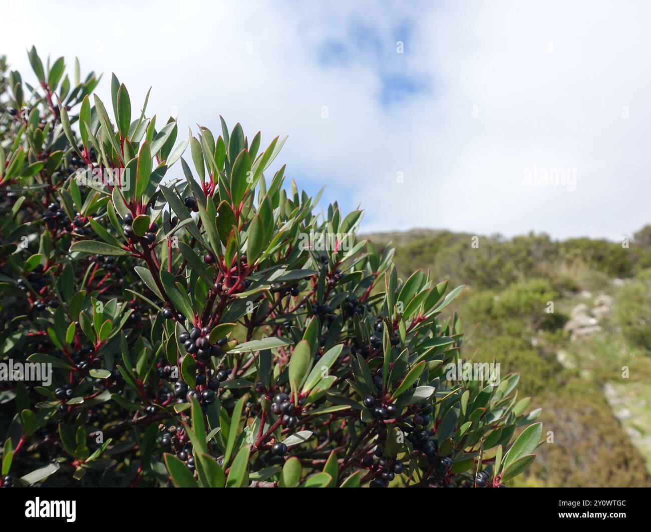 Mountain Pepper (Tasmannia lanceolata) Plantae Stock Photo - Alamy