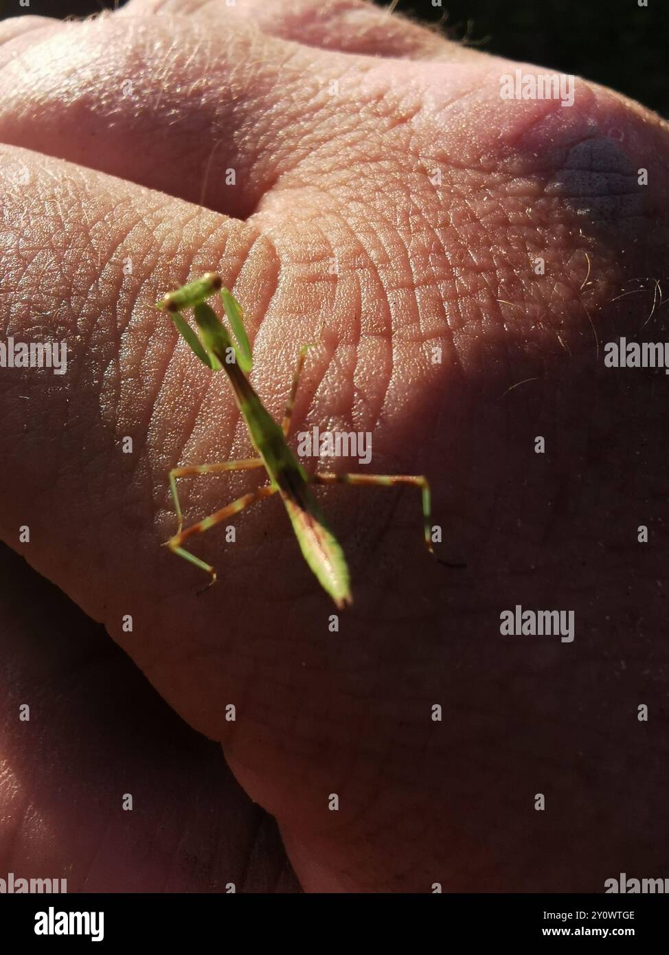 South African Mantis (Miomantis caffra) Insecta Stock Photo - Alamy