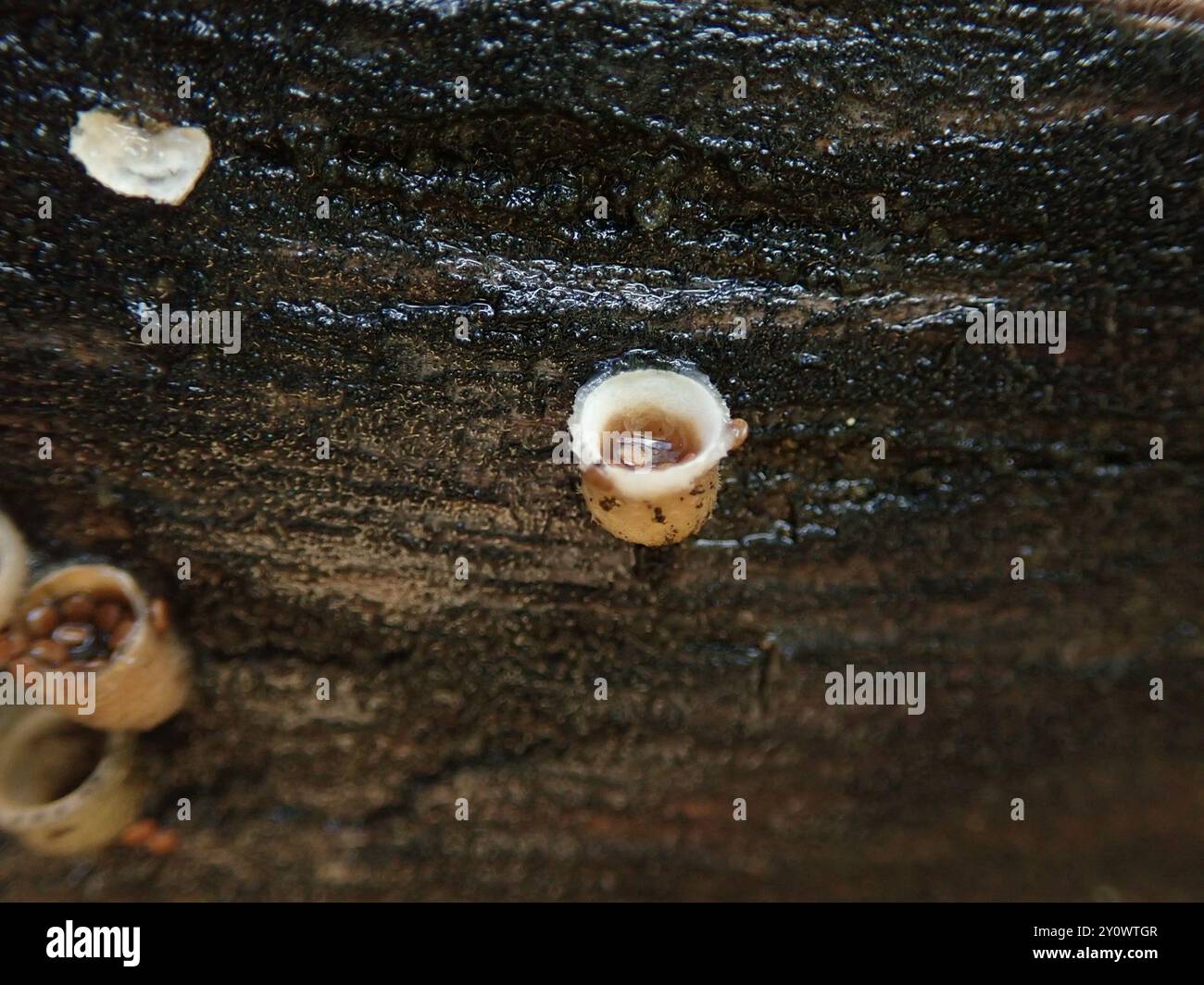 woolly bird's nest fungus (Nidula niveotomentosa) Fungi Stock Photo - Alamy