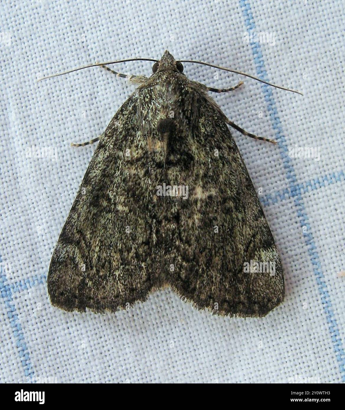 Little Underwing (Catocala minuta) Insecta Stock Photo - Alamy