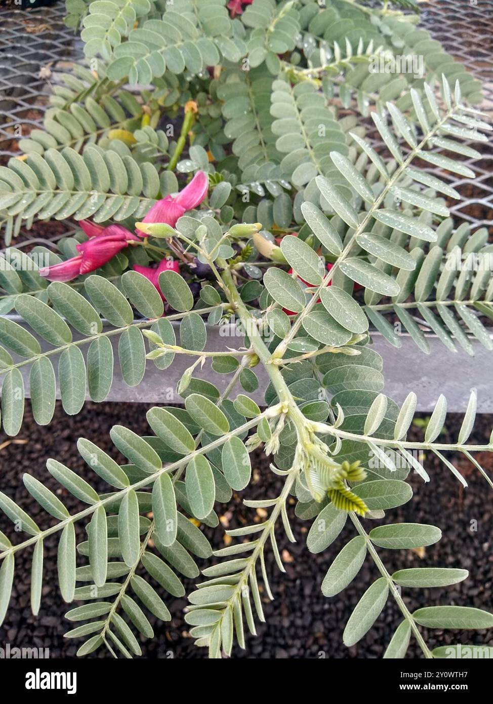 'ōhai (Sesbania tomentosa) Plantae Stock Photo - Alamy