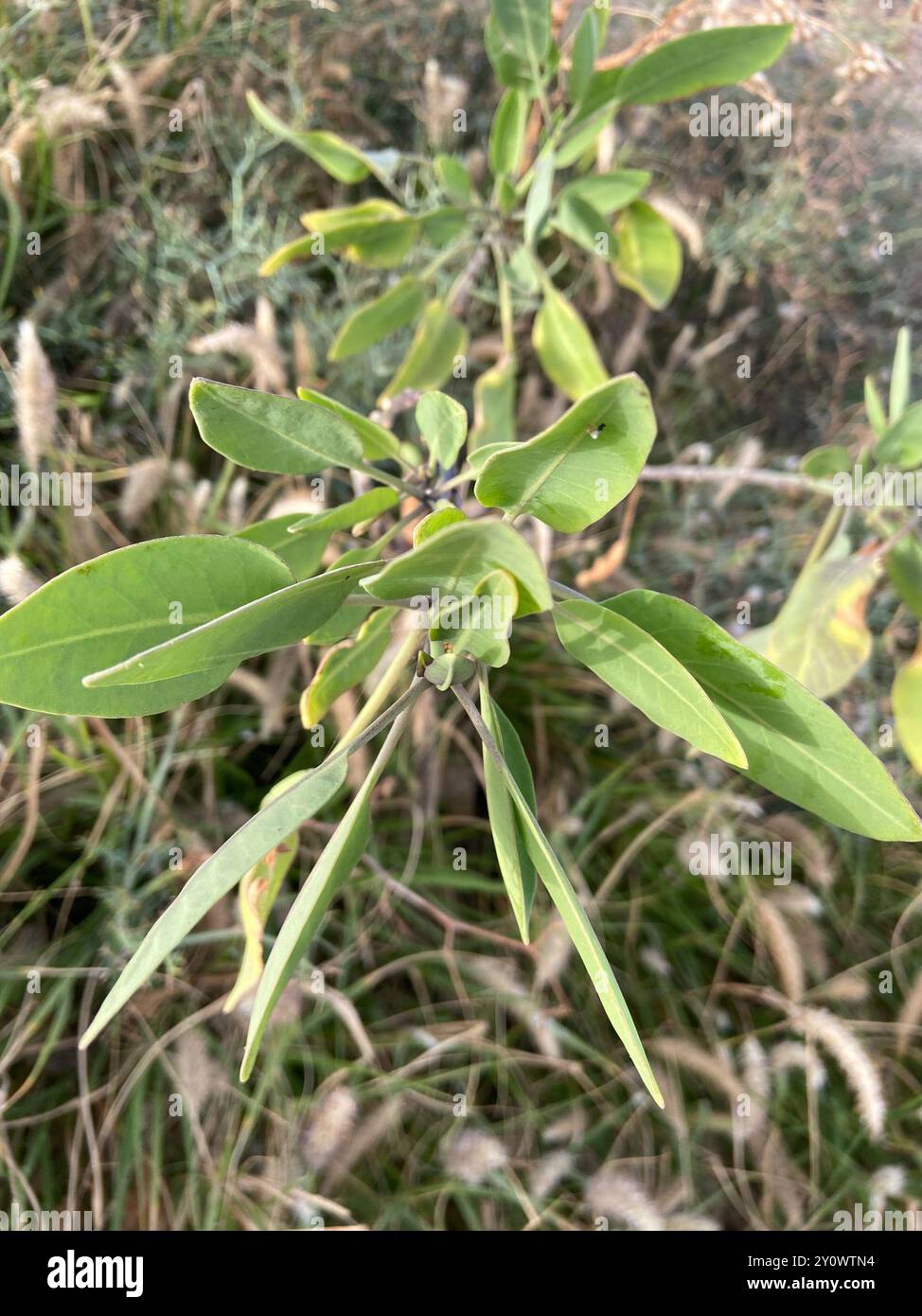 tree tobacco (Nicotiana glauca) Plantae Stock Photo - Alamy