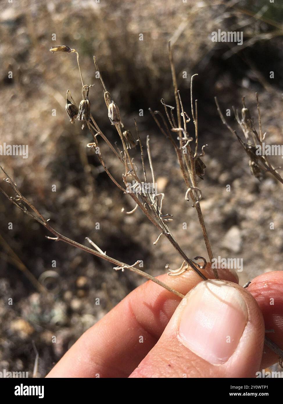 Pinaleno Mountain rubberweed (Hymenoxys ambigens neomexicana) Plantae ...