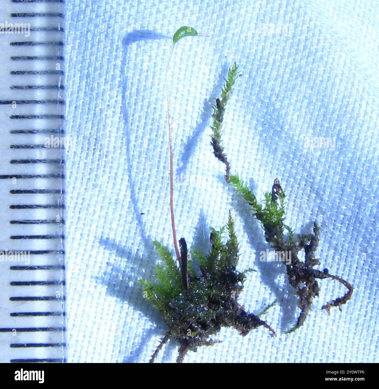 tangled thread moss (Hygroamblystegium varium) Plantae Stock Photo - Alamy