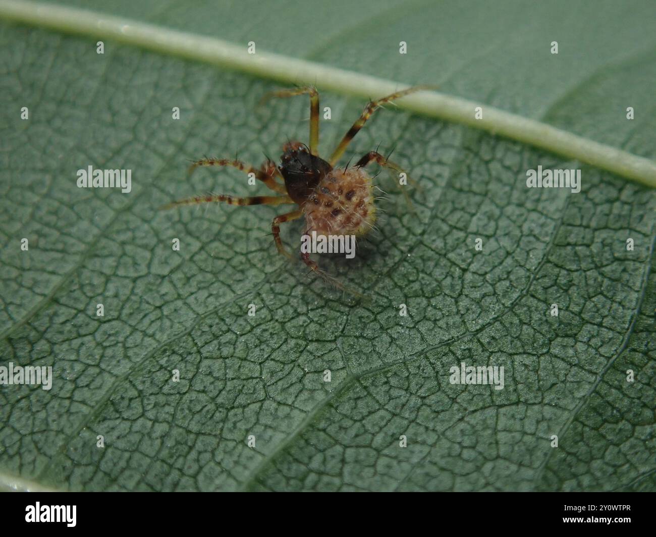 Two-spined spider (Poecilopachys australasia) Arachnida Stock Photo - Alamy