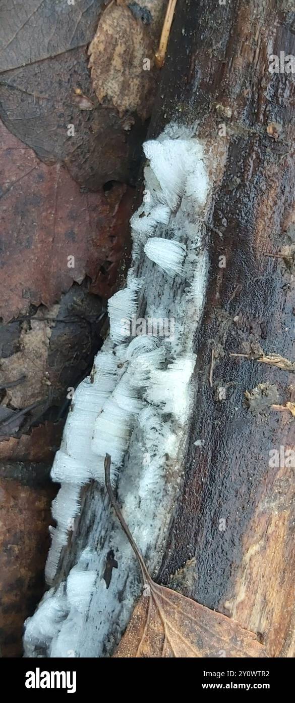 Hair Ice (Exidiopsis effusa) Fungi Stock Photo - Alamy