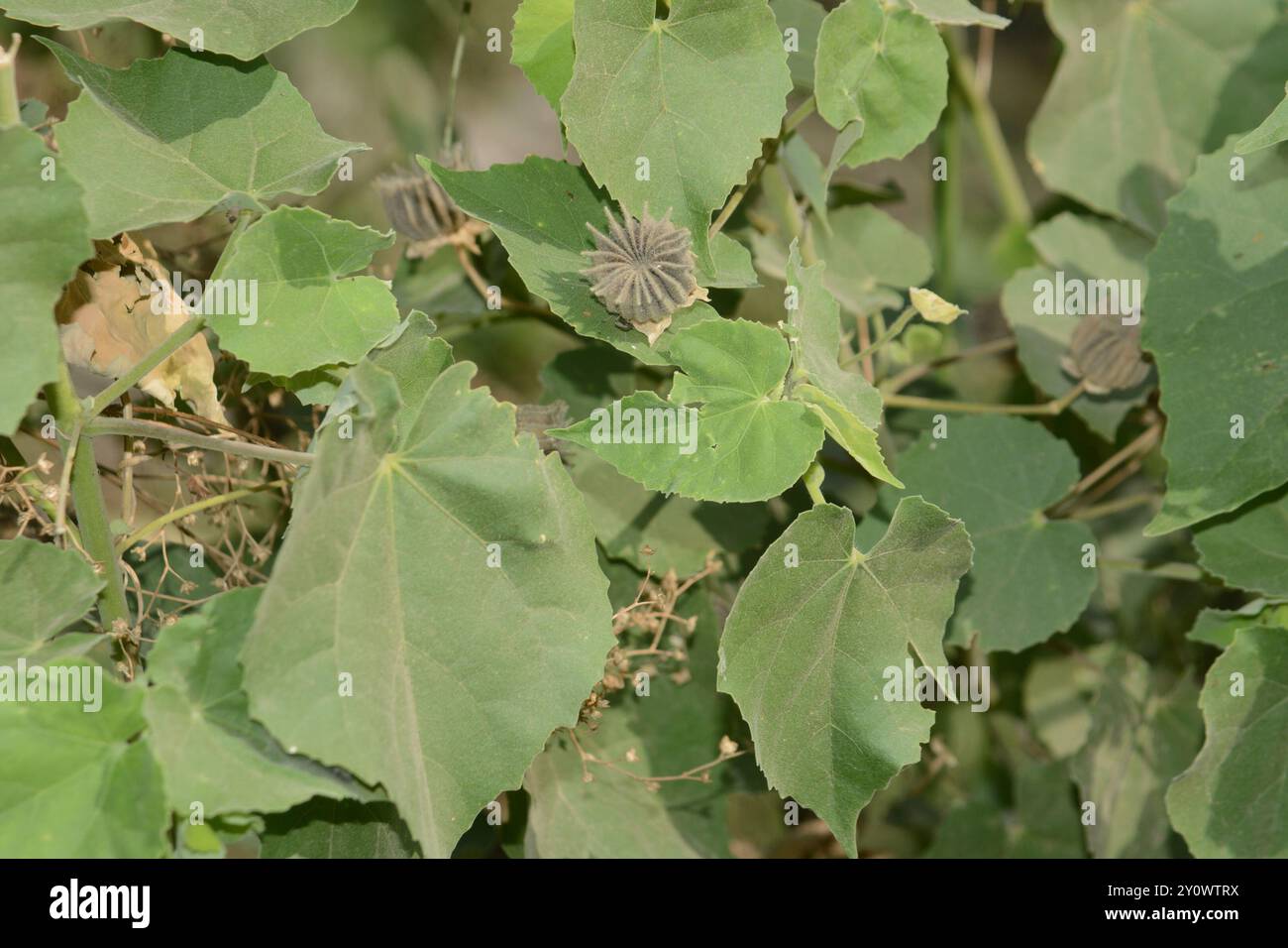 Indian Mallow (Abutilon indicum) Plantae Stock Photo - Alamy