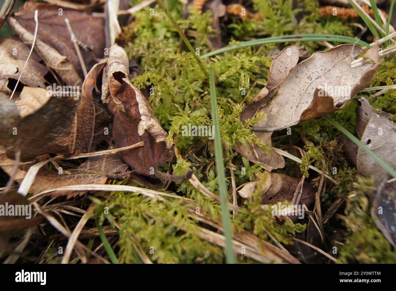 Palm-tree Moss (Plagiomnium undulatum) Plantae Stock Photo - Alamy