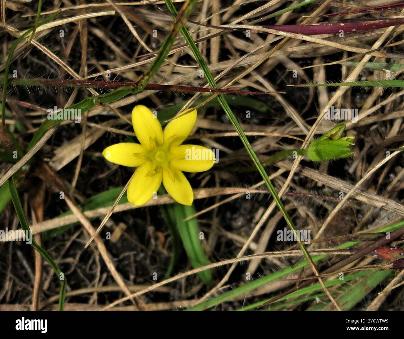 Stargrasses (Hypoxis) Plantae Stock Photo - Alamy