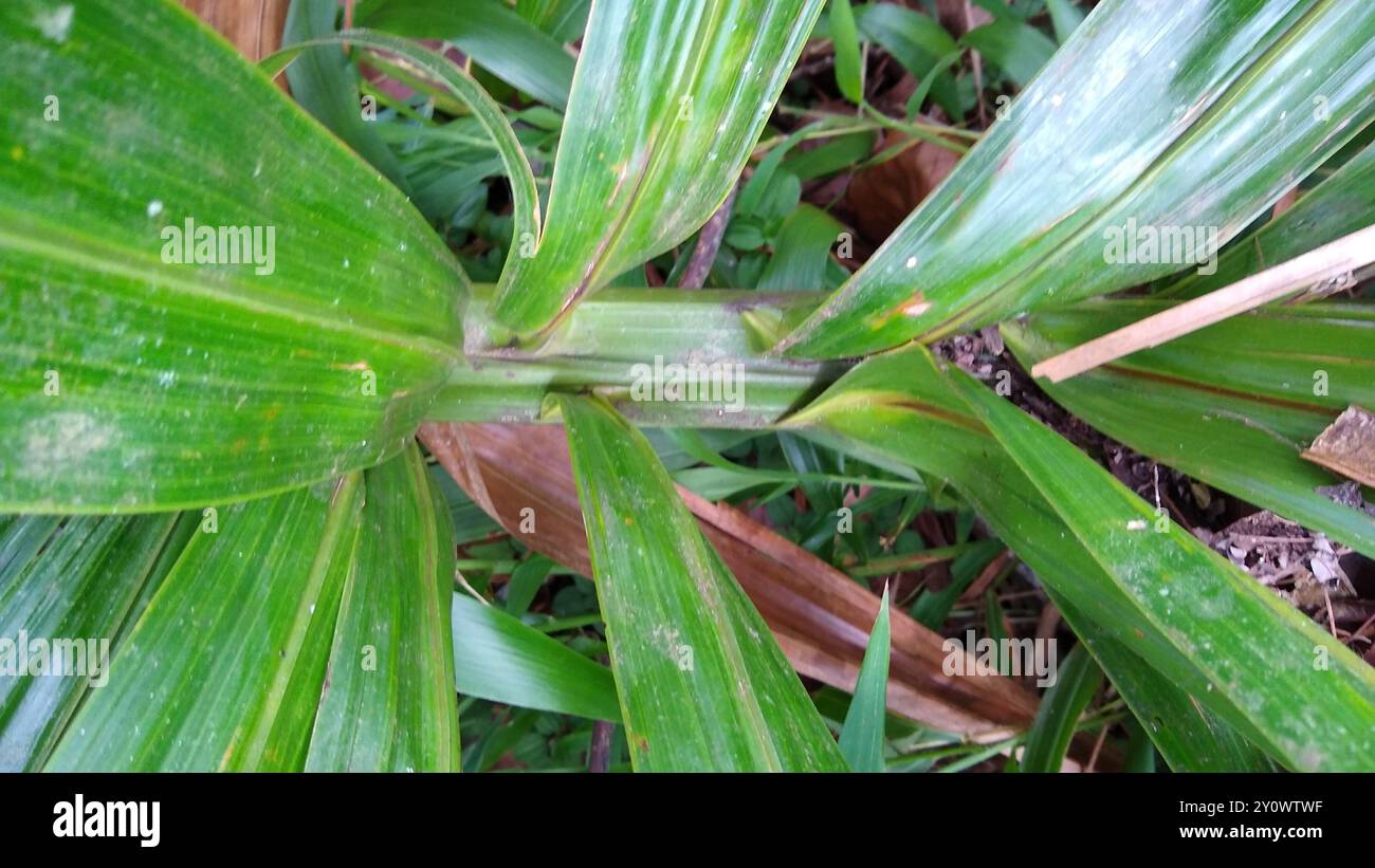 Caroline ivory-nut palm (Metroxylon amicarum) Plantae Stock Photo - Alamy