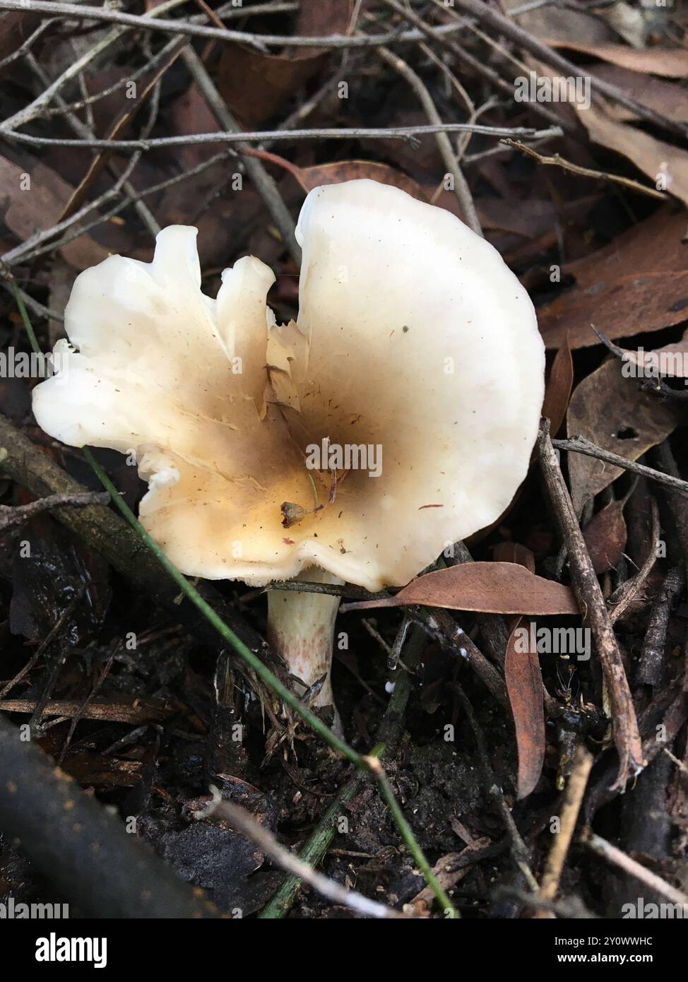 ghost fungus (Omphalotus nidiformis) Fungi Stock Photo - Alamy