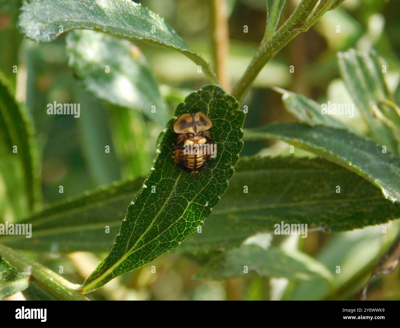 Tortoise and Hispine Beetles (Cassidinae) Insecta Stock Photo - Alamy